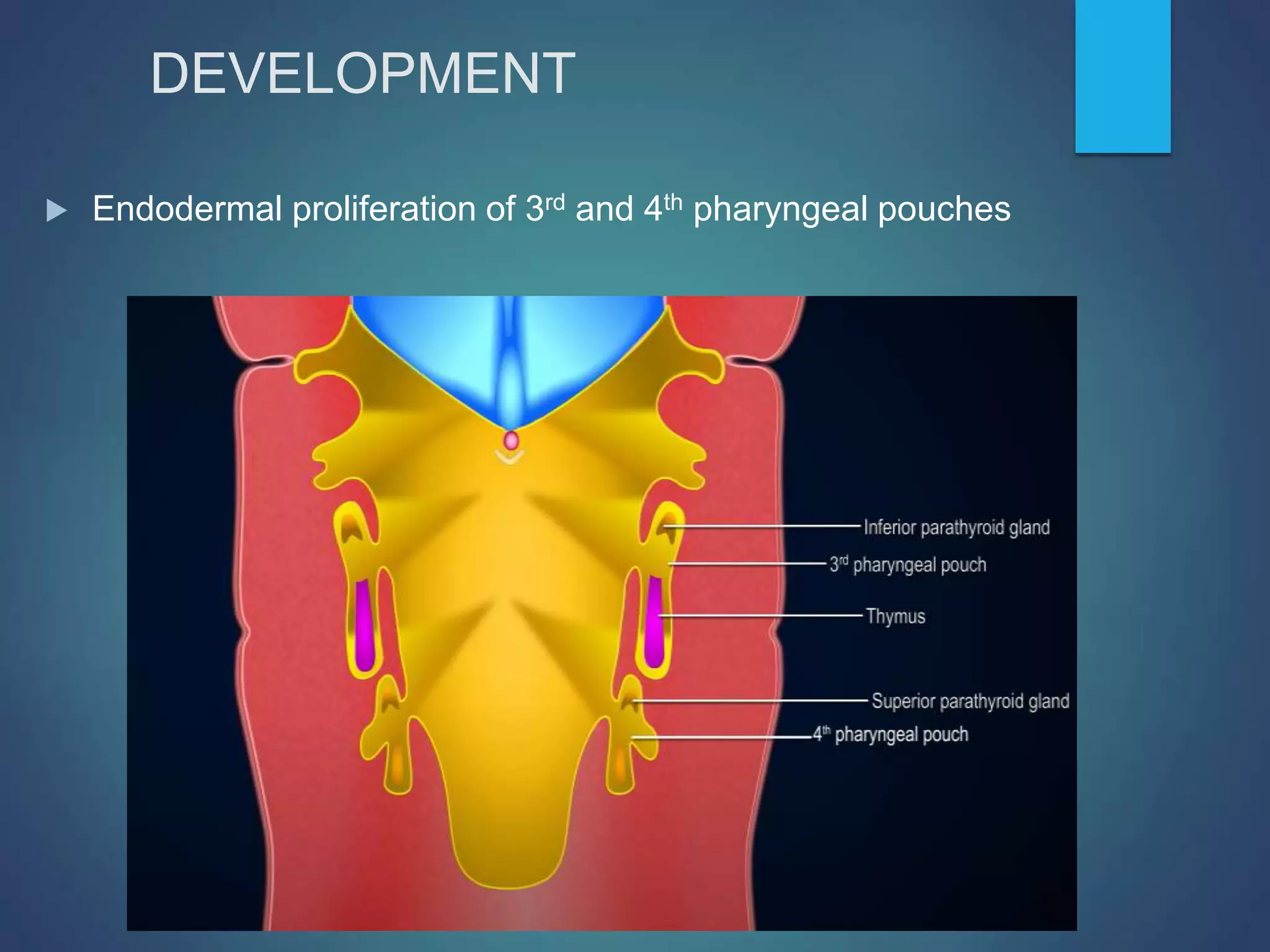 Parathyroid gland anatomy, its disorders and manangement | PPT