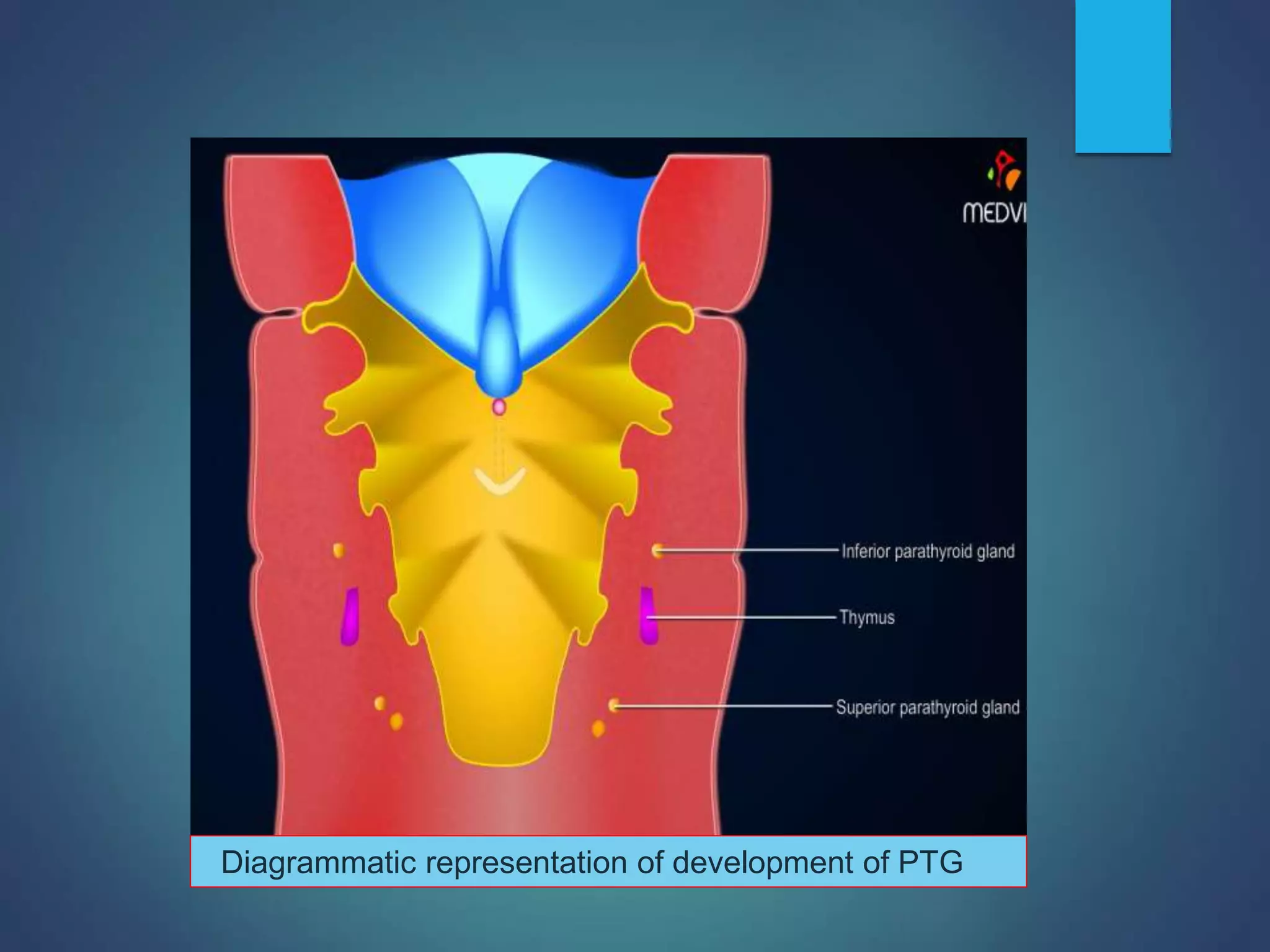 Parathyroid gland anatomy, its disorders and manangement | PPT