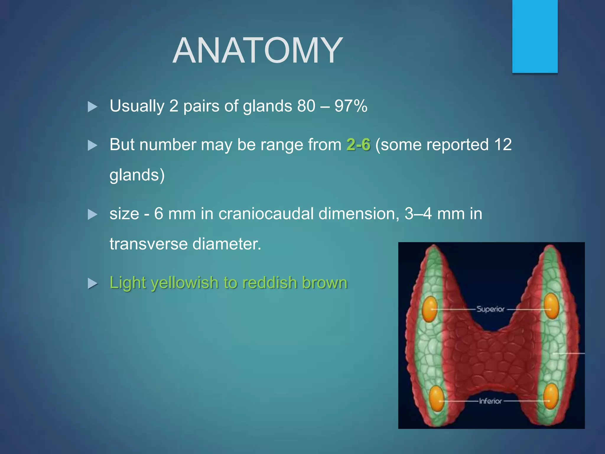 Parathyroid gland anatomy, its disorders and manangement | PPT ...