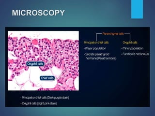 Parathyroid gland anatomy, its disorders and manangement | PPT