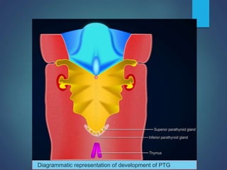 Parathyroid gland anatomy, its disorders and manangement | PPT