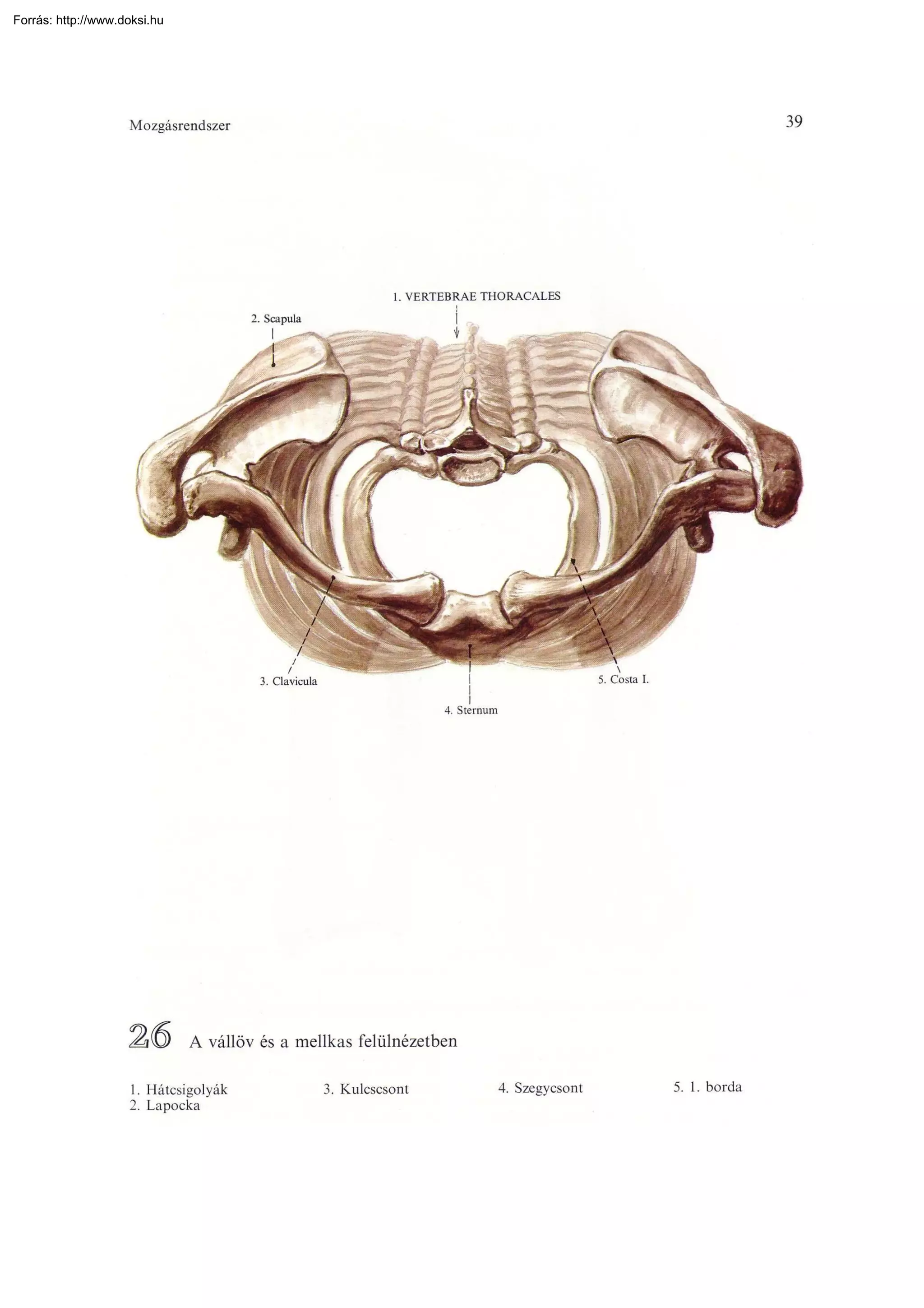 Dr Donath Tibor Anatomiai_atlasz | PDF