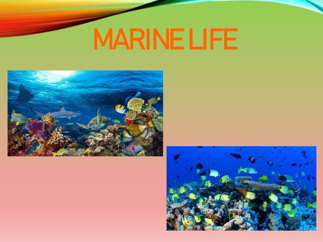 Dream Career - Marine Engineer.pptx