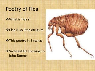 Dream flea metaphyshical poetry | PPT