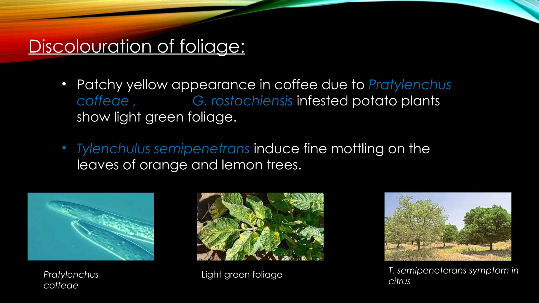 Nematode - Symptoms of nematodes in fundamentals of plant pathology ...