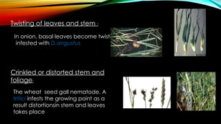 Nematode - Symptoms of nematodes in fundamentals of plant pathology ...