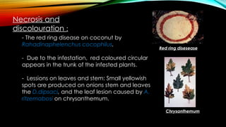 Nematode - Symptoms of nematodes in fundamentals of plant pathology ...