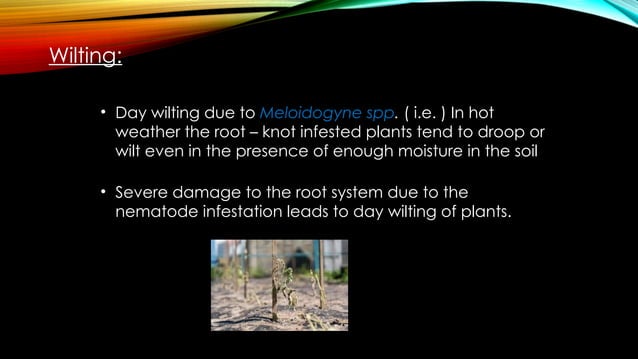 Nematode - Symptoms of nematodes in fundamentals of plant pathology ...