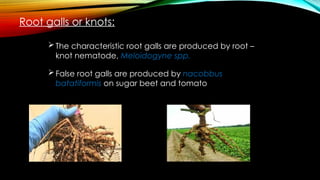 Nematode - Symptoms of nematodes in fundamentals of plant pathology ...