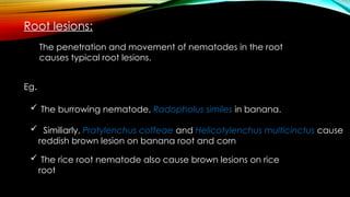 Nematode - Symptoms of nematodes in fundamentals of plant pathology ...
