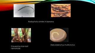 Nematode - Symptoms of nematodes in fundamentals of plant pathology ...
