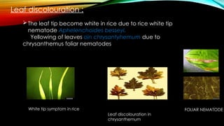Nematode - Symptoms of nematodes in fundamentals of plant pathology ...