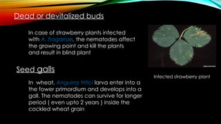 Nematode - Symptoms of nematodes in fundamentals of plant pathology ...