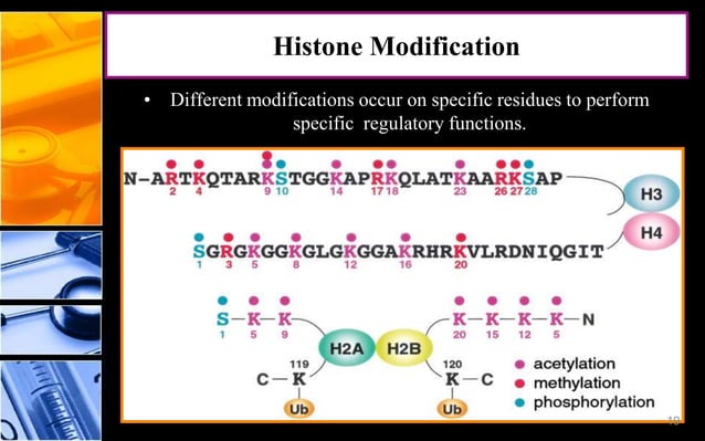 Post translational modifications | PPTX | Chemistry | Science