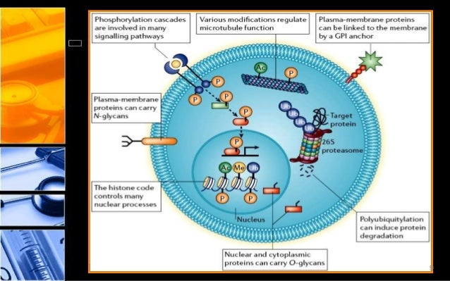 Post Translational Modifications