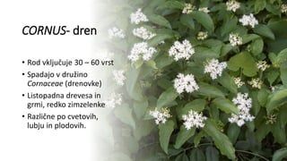 Dren- powerpoint s slikovnim gradivom, namenjen učenju in prepoznavanju ...