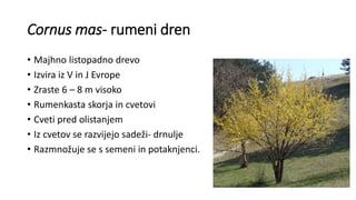 Dren- powerpoint s slikovnim gradivom, namenjen učenju in prepoznavanju ...