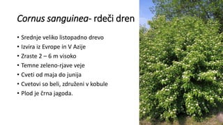 Dren- powerpoint s slikovnim gradivom, namenjen učenju in prepoznavanju ...