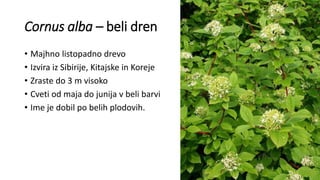 Dren- powerpoint s slikovnim gradivom, namenjen učenju in prepoznavanju ...