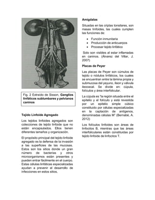 Drenaje linfático abdominal | PDF