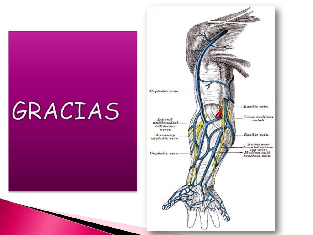 Drenaje Venoso Del Miembro Superior Anatomia Del Cuerpo Humano – Bilarasa Drenaje Venoso Del Miembro Superior Anatomia Del Cuerpo Humano – Bilarasa
