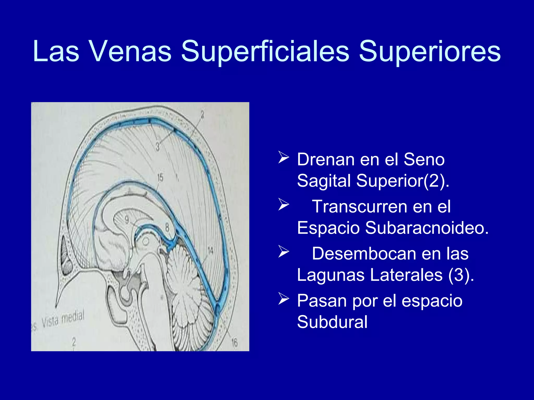Drenaje venoso snc_iis09_() | PPT