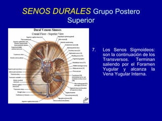 Drenaje venoso snc_iis09_() | PPT