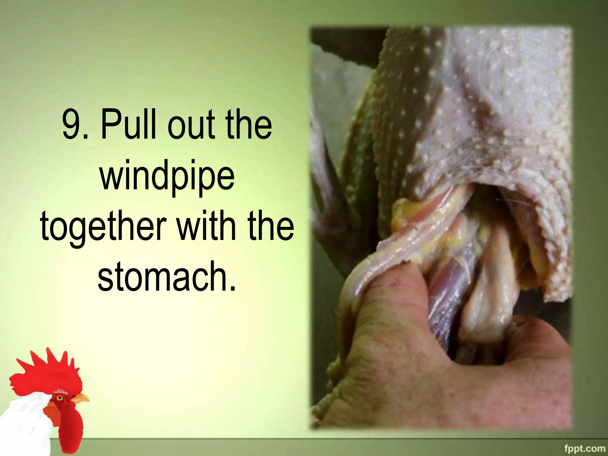 Dressing poultry | PPTX