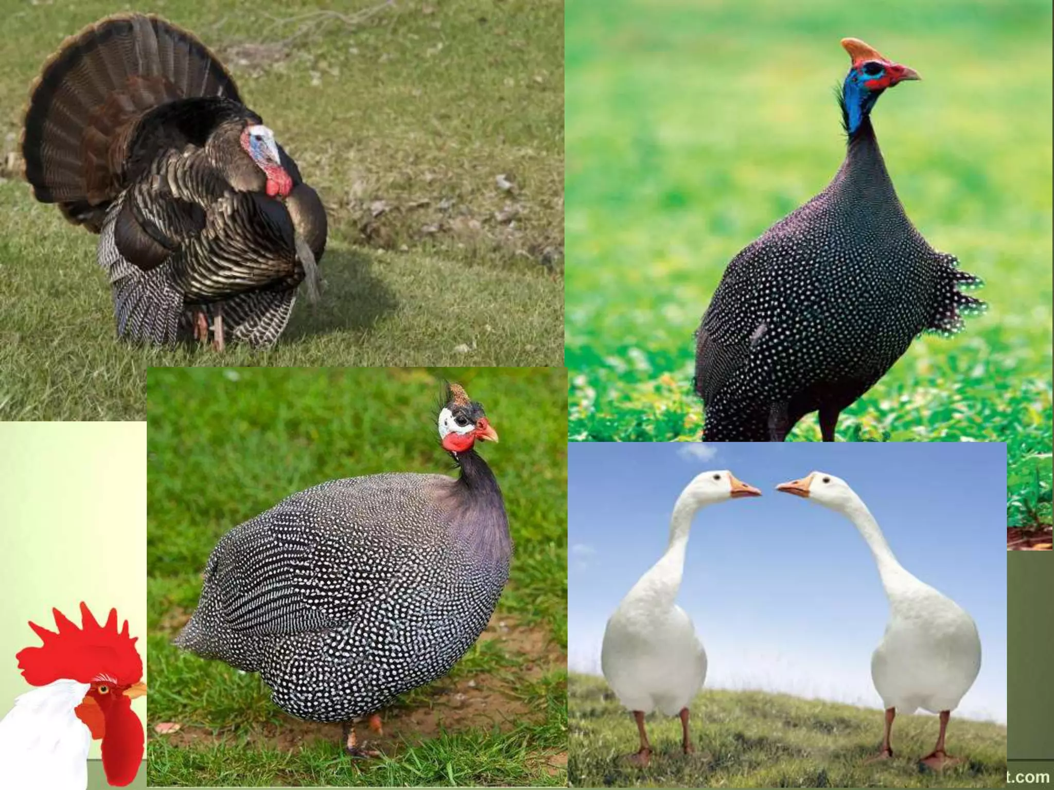 Dressing poultry | PPTX