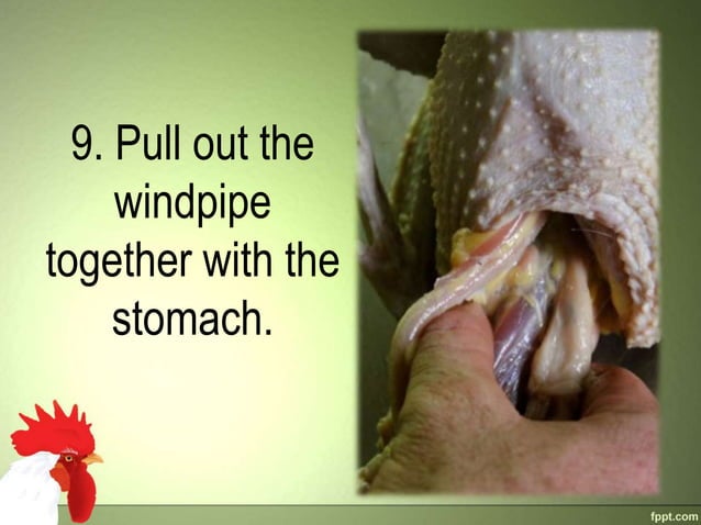 Dressing poultry | PPTX