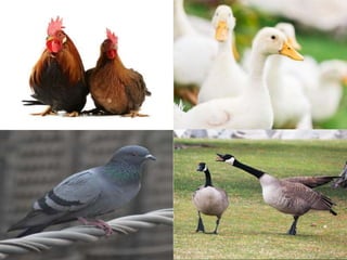 Dressing poultry | PPTX