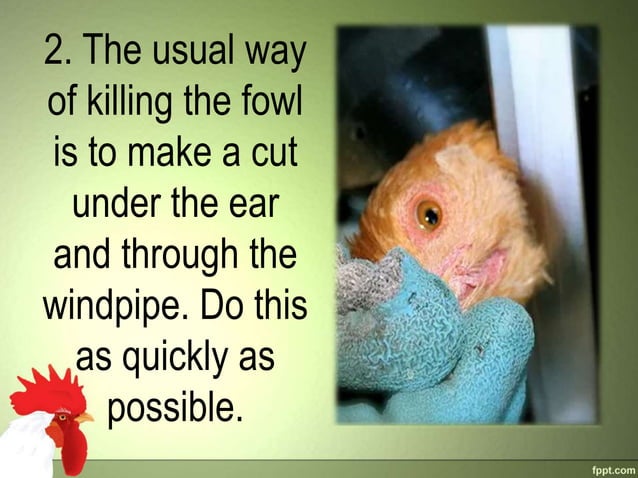 Dressing poultry | PPTX