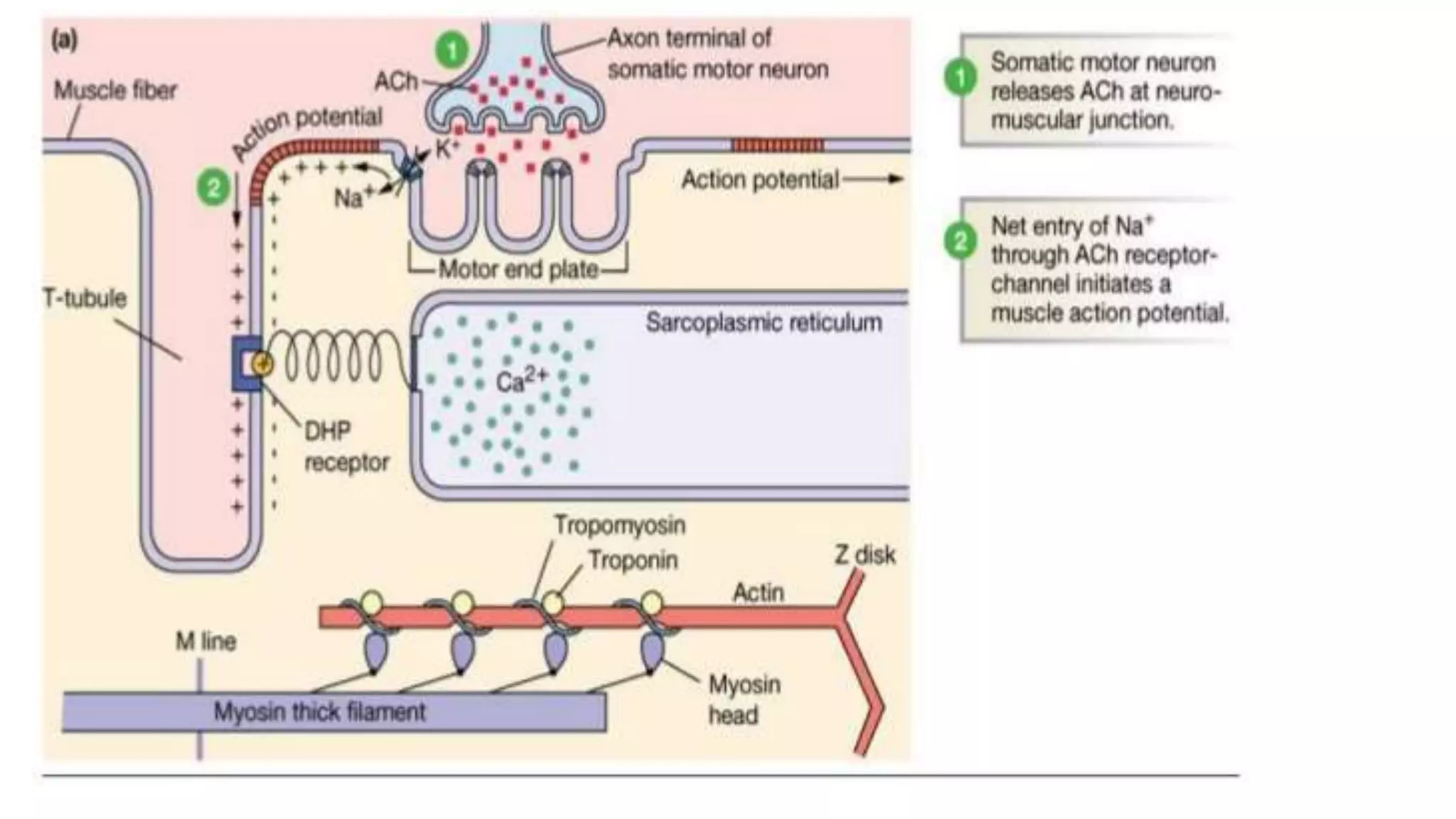 Molecular mechanisms of muscle constraction | PPTX