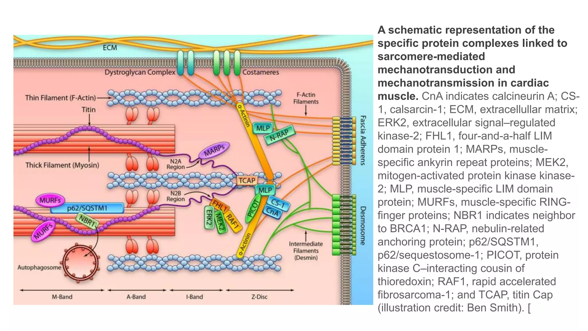 Molecular mechanisms of muscle constraction | PPTX