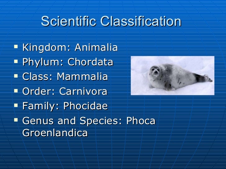 Drew mainprize harp seal powerpoint