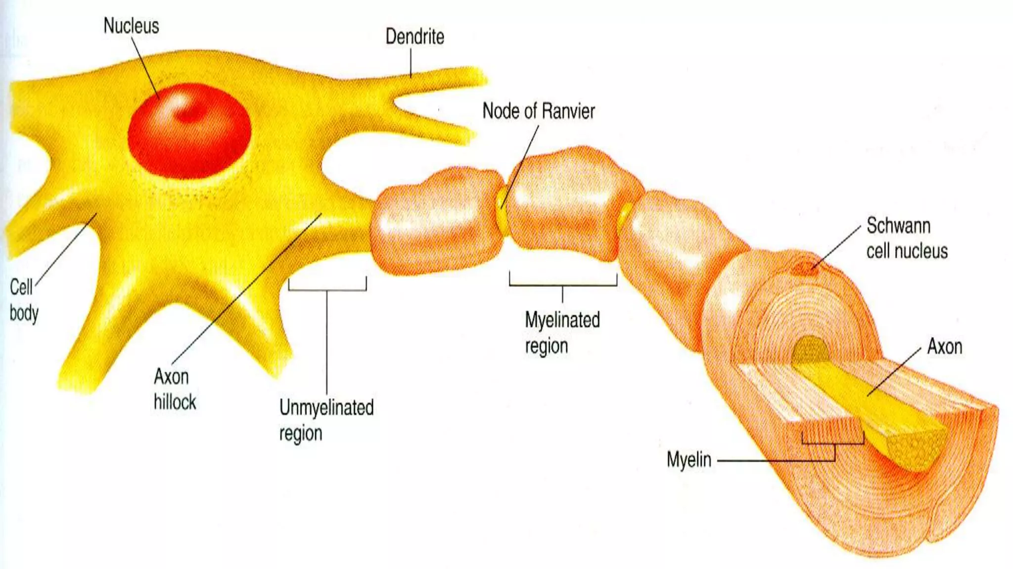 dr fareed structure of neuron msk 1 lec 1.pptx