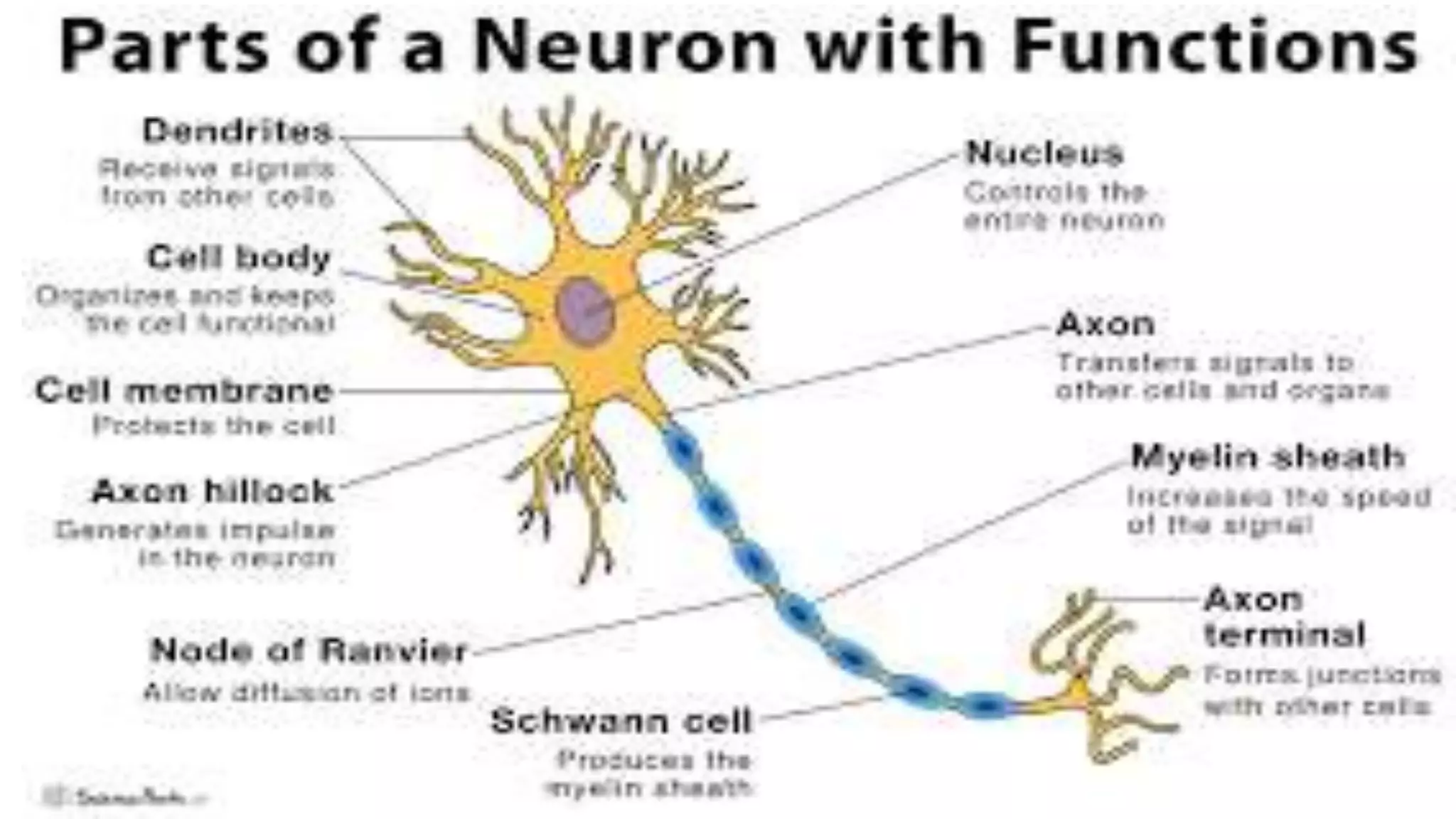 dr fareed structure of neuron msk 1 lec 1.pptx