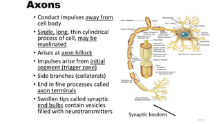 dr fareed structure of neuron msk 1 lec 1.pptx