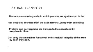 dr fareed structure of neuron msk 1 lec 1.pptx