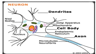 dr fareed structure of neuron msk 1 lec 1.pptx