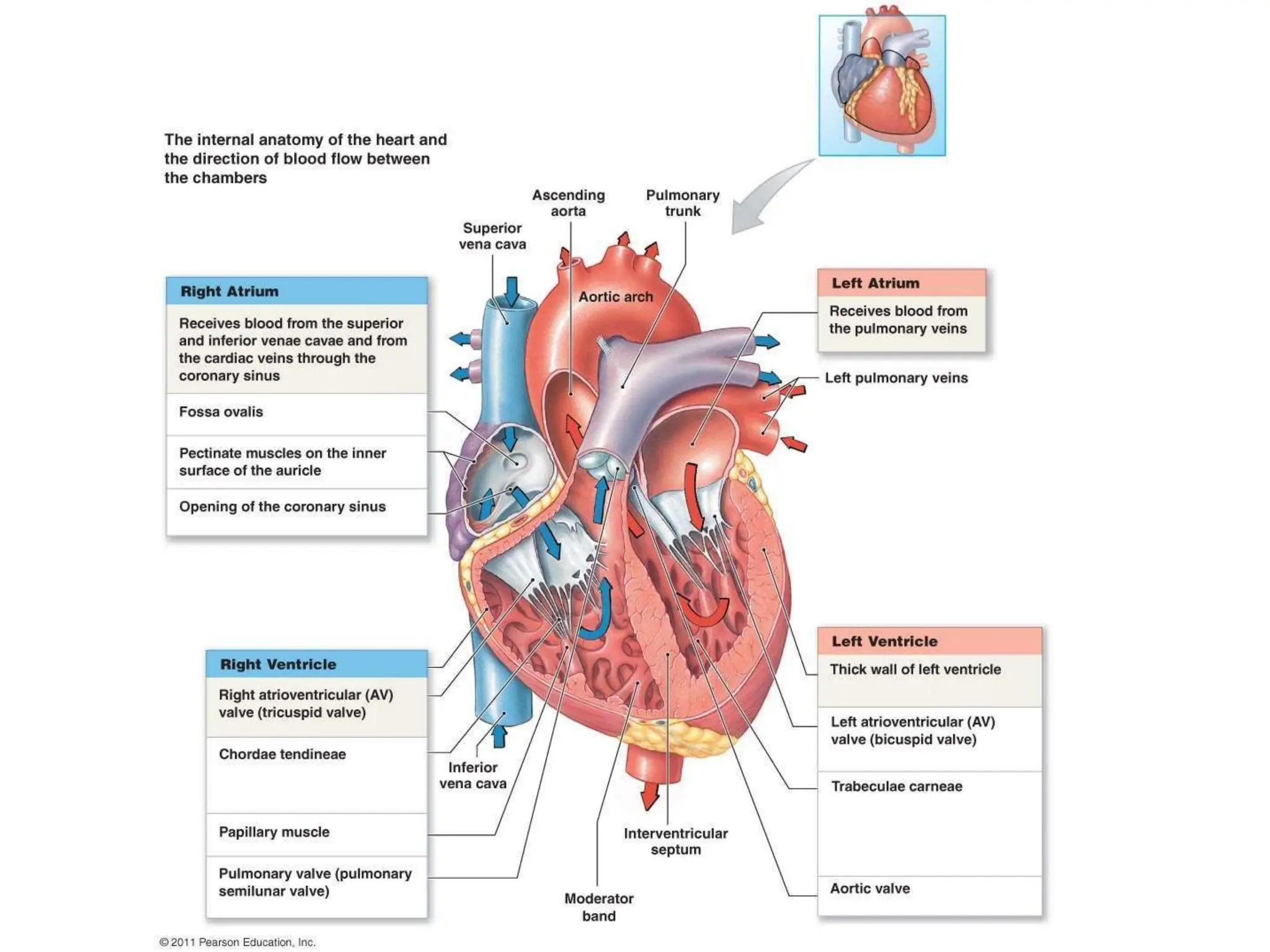 Dr Garva Ameta anatomy Of Left Heart.pptx