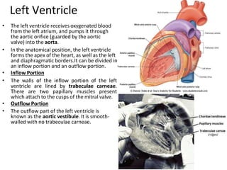 Dr Garva Ameta anatomy Of Left Heart.pptx