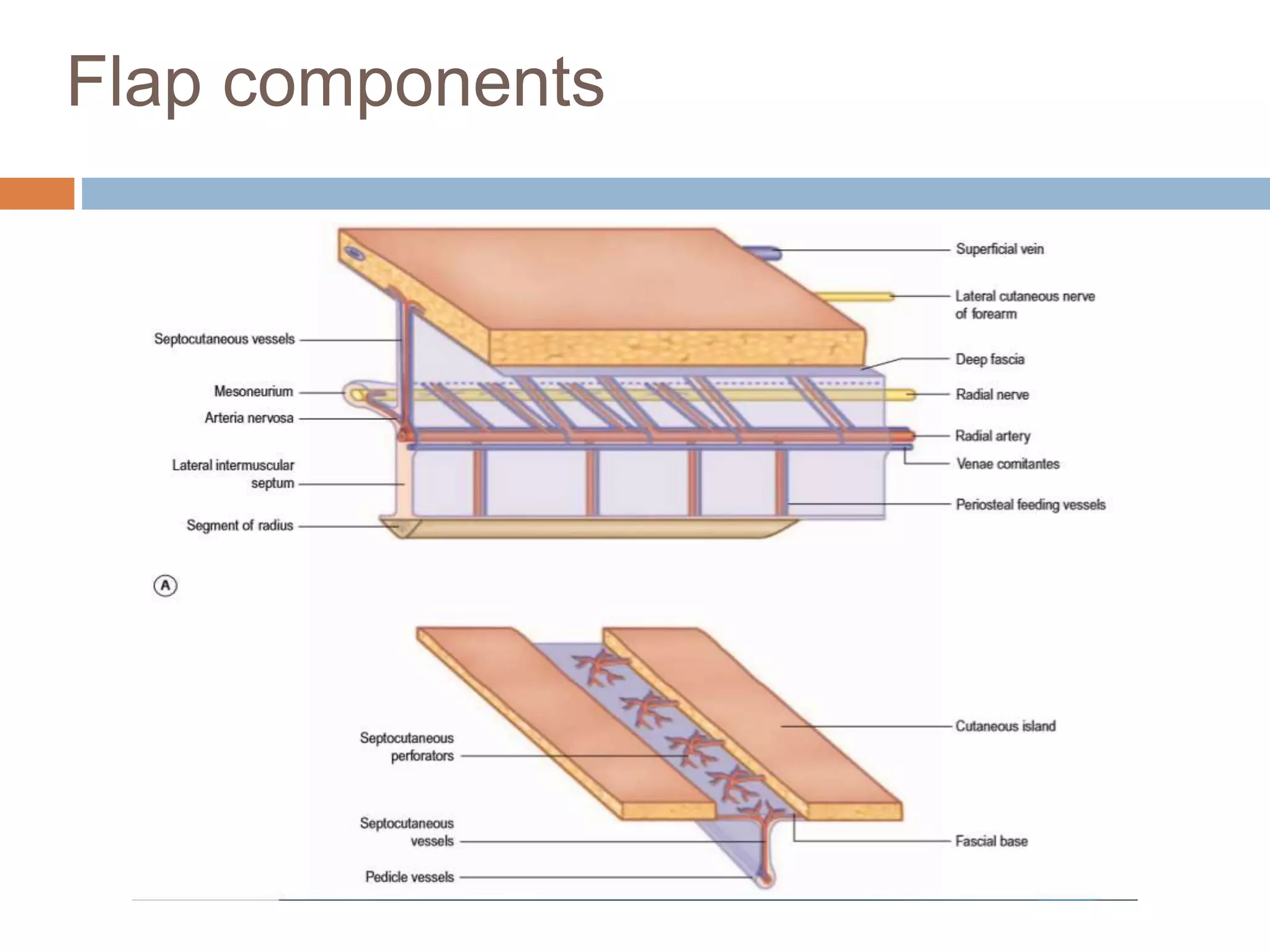 Radial Forearm Flap | PPTX