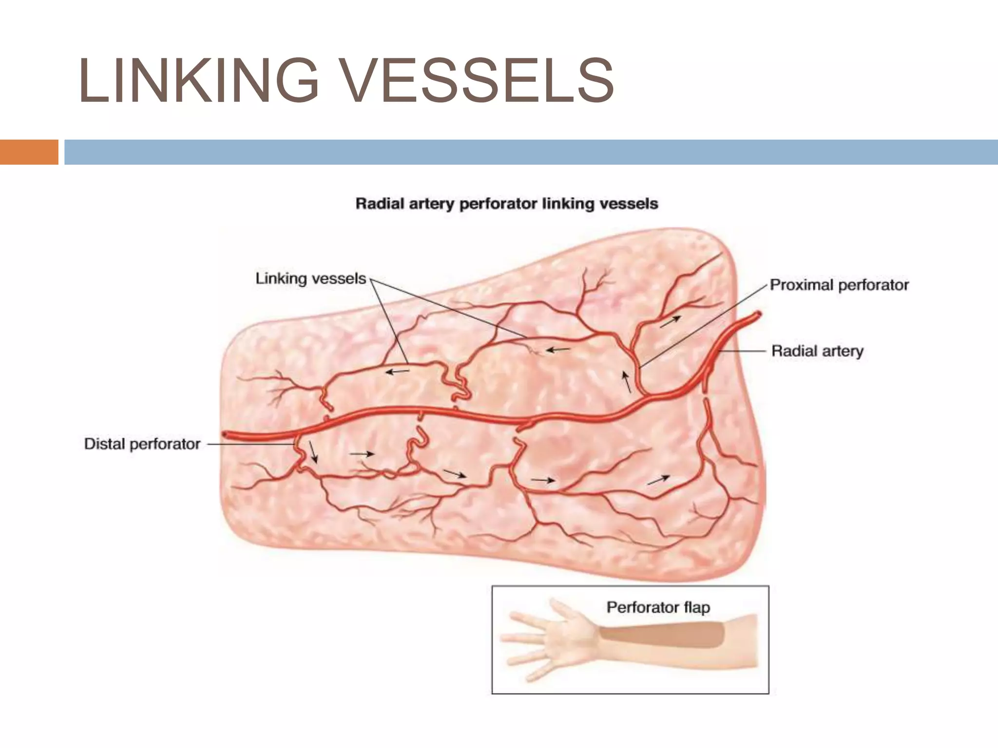 Radial Forearm Flap - Hand Surgery | PPTX
