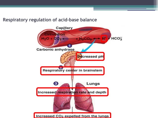 Part II - Respiratory, Mixed Acid Base Disorders & ABG Interpretation ...