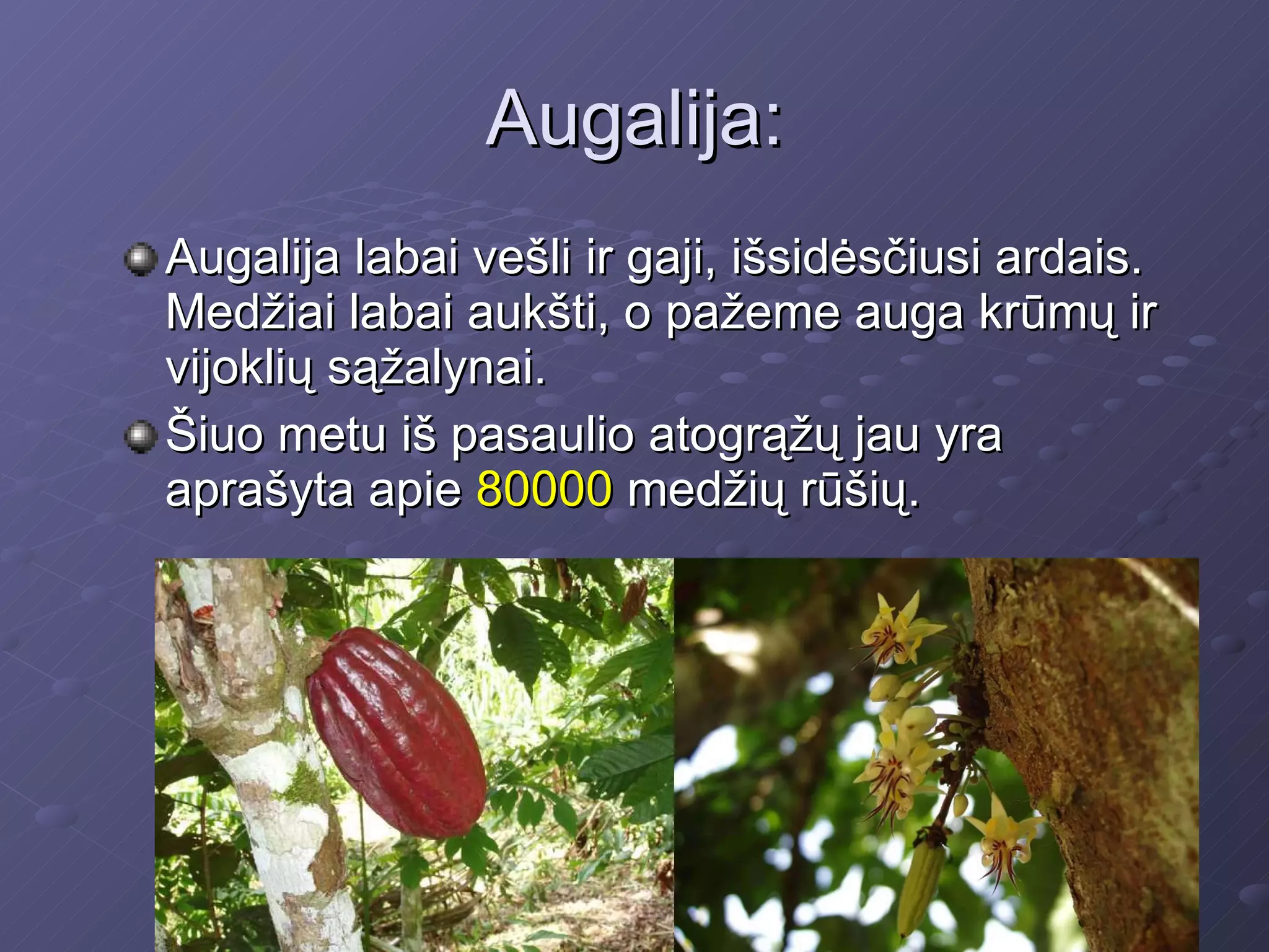 Drėgnieji atogrąžų miškai | PPT