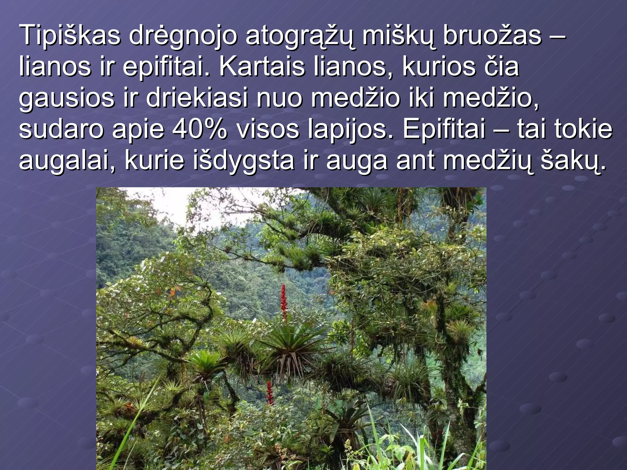 Drėgnieji atogrąžų miškai | PPT