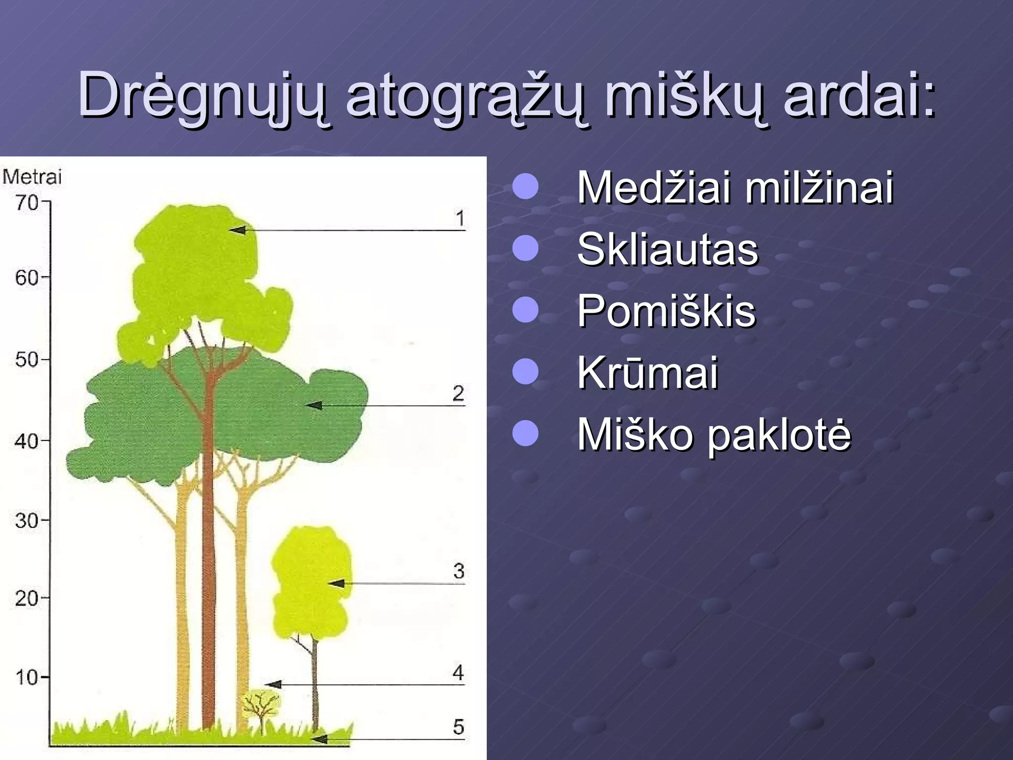 Drėgnieji atogrąžų miškai | PPT