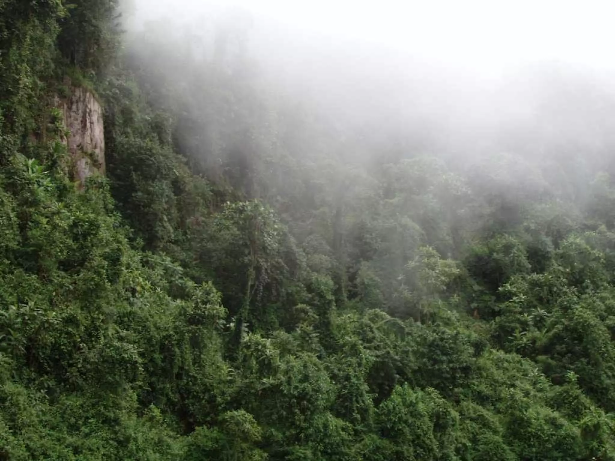 Drėgnieji atogrąžų miškai | PPT