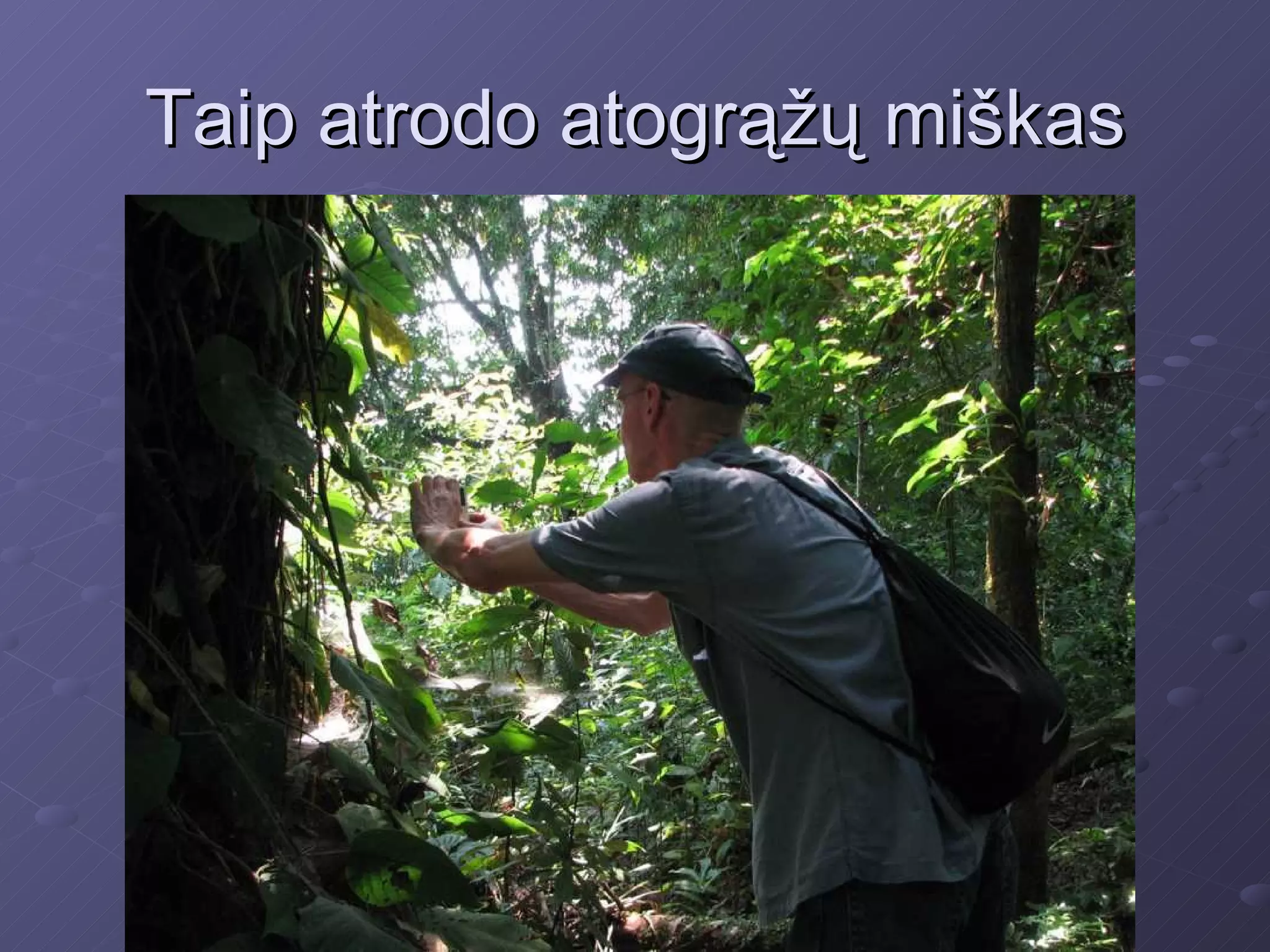 Drėgnieji atogrąžų miškai | PPT